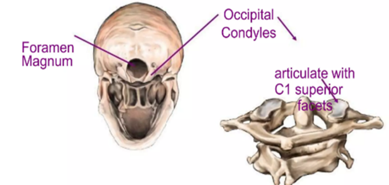 Upper Cervical Spine Anatomy - Dr. Mahmood Ahmad